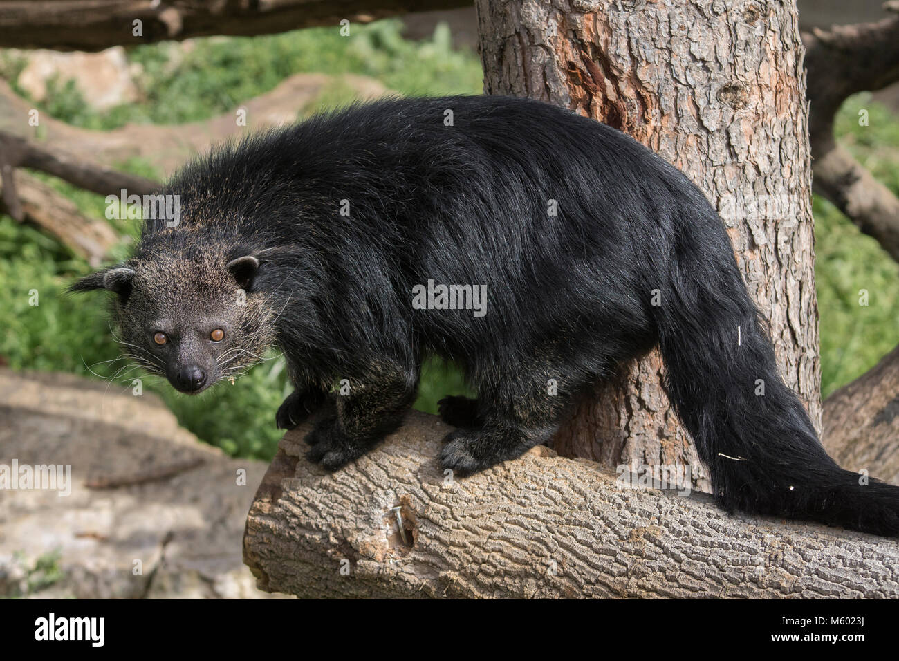Un animal nocturne le binturong Photo Stock - Alamy