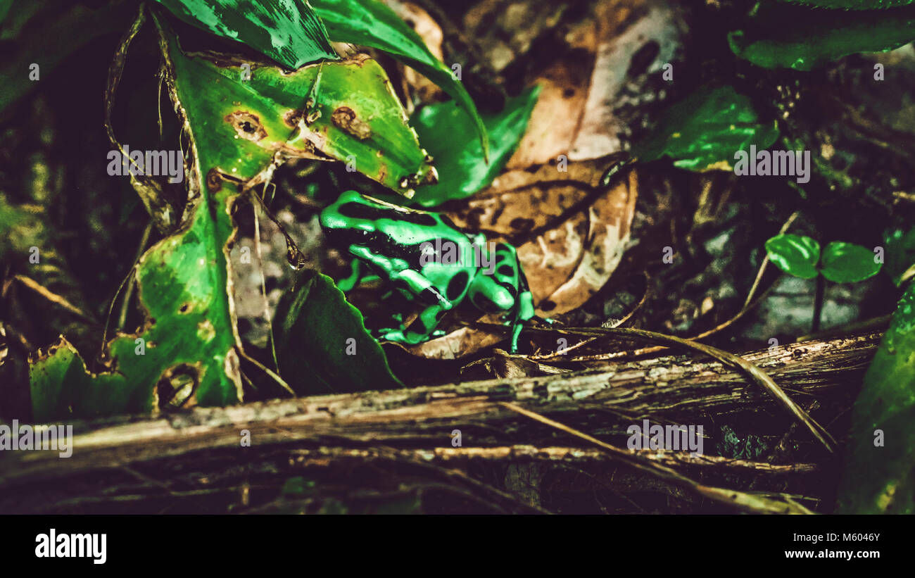 Grenouille du costa rica Banque de photographies et d’images à haute ...