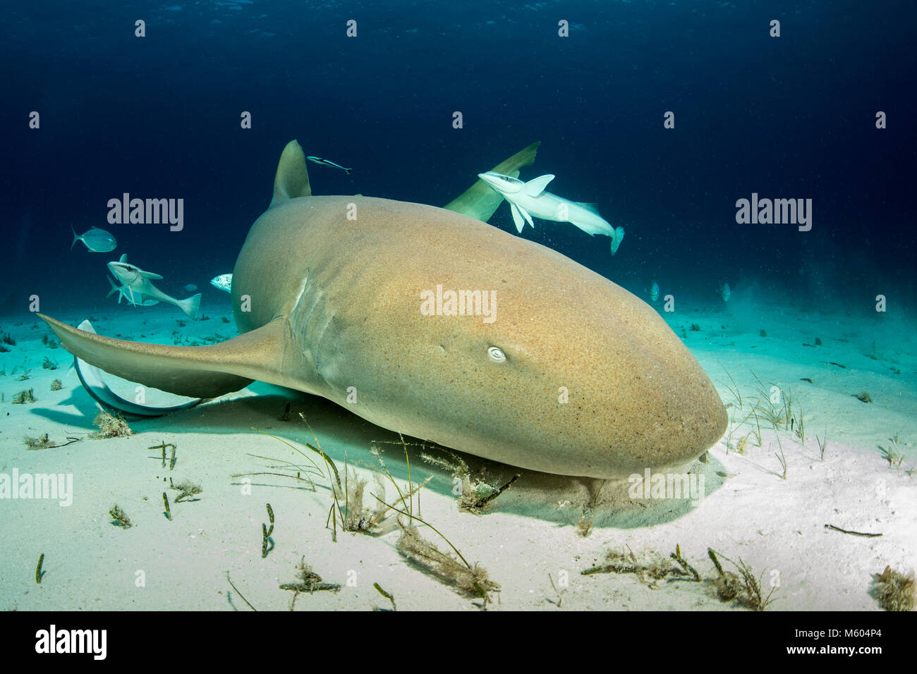 Requin nourrice atlantique Banque de photographies et d’images à haute ...
