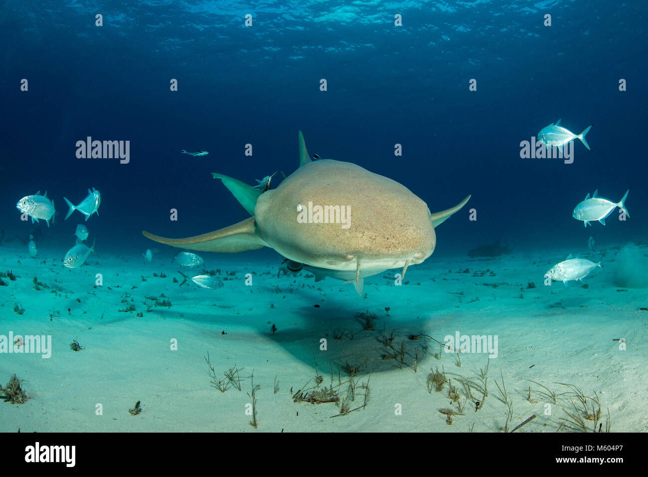 Requin nourrice atlantique Banque de photographies et d’images à haute ...