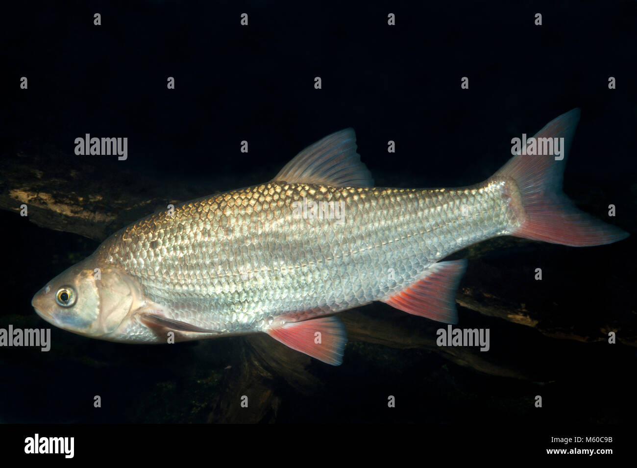 Orfe leuciscus idus Banque de photographies et d’images à haute ...