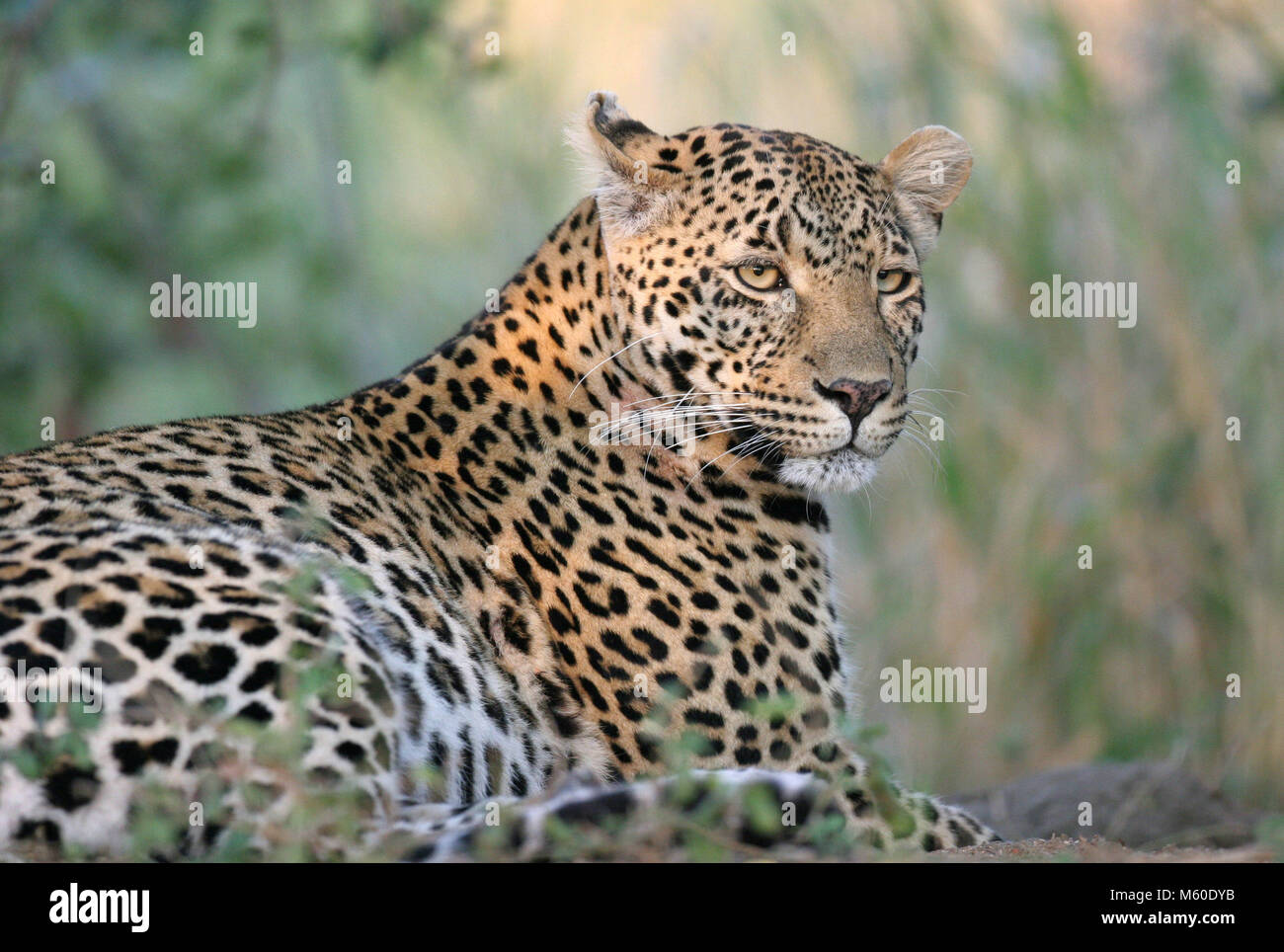 Sabi sand game reserve Banque de photographies et d’images à haute ...