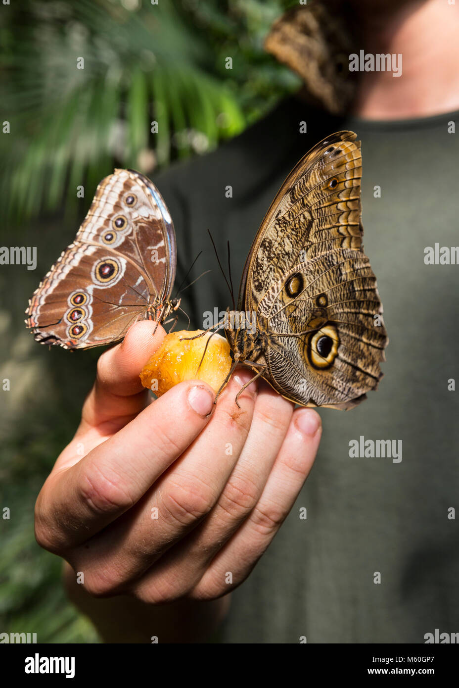 Morpho peleides & Menelaus papillons bleu morpho Peleides (alimentation ...