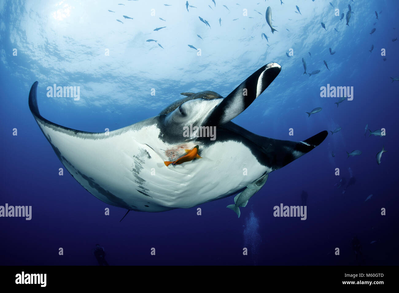 Raie manta mantaray revillagigedo Banque de photographies et d’images à ...