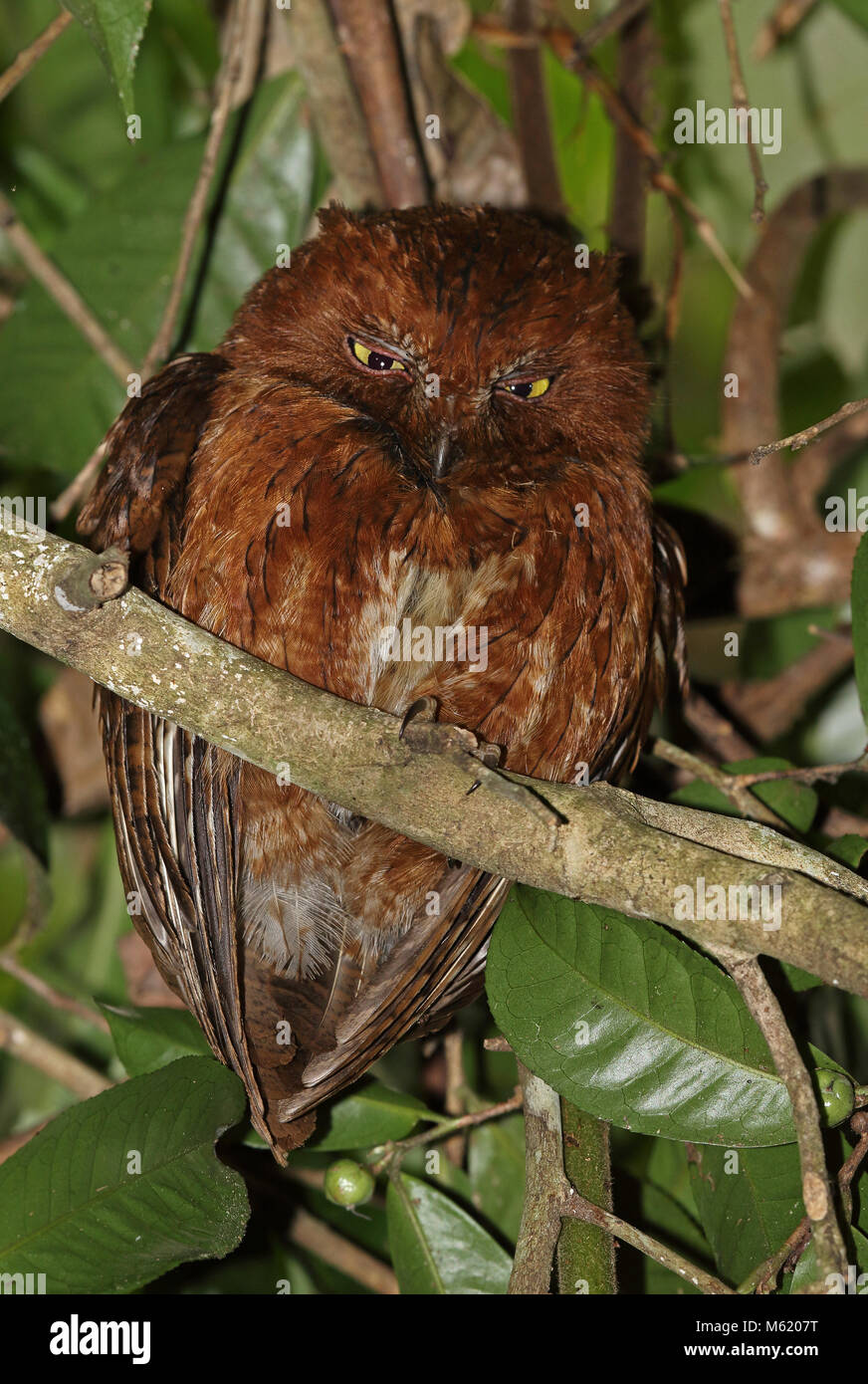 Alaotra mangoro Banque de photographies et d’images à haute résolution ...