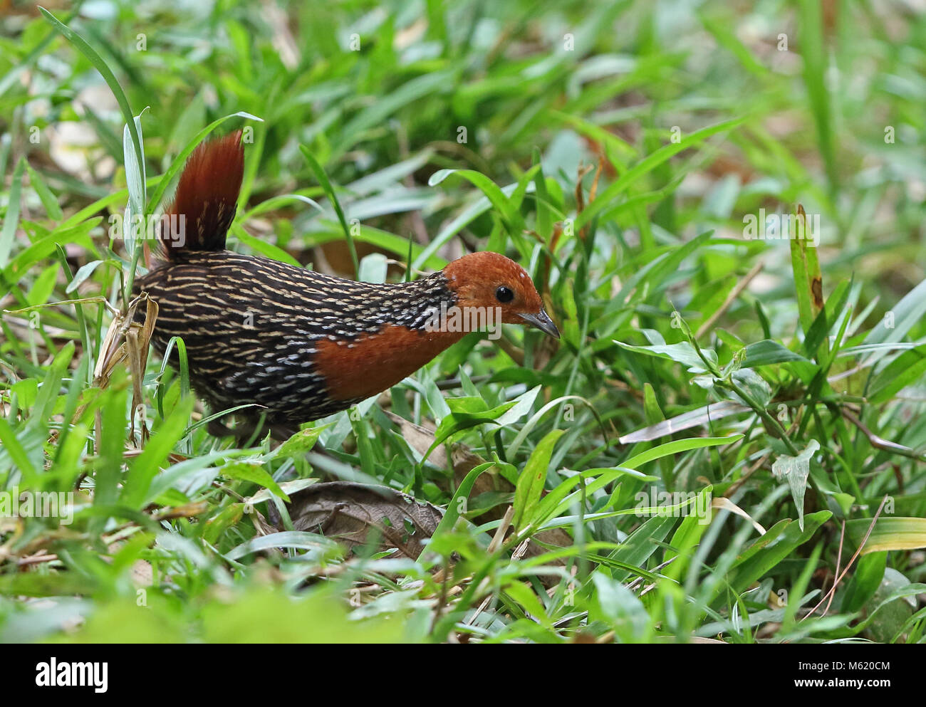 Madagascar Flufftail Sarothrura insularis) (mâle adulte marchant dans l ...