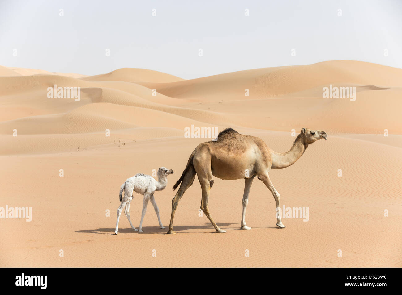Fier dromadaire arabe mère marcher avec son bébé de couleur blanche ... Fier dromadaire arabe mère marcher avec son bébé de couleur blanche ...