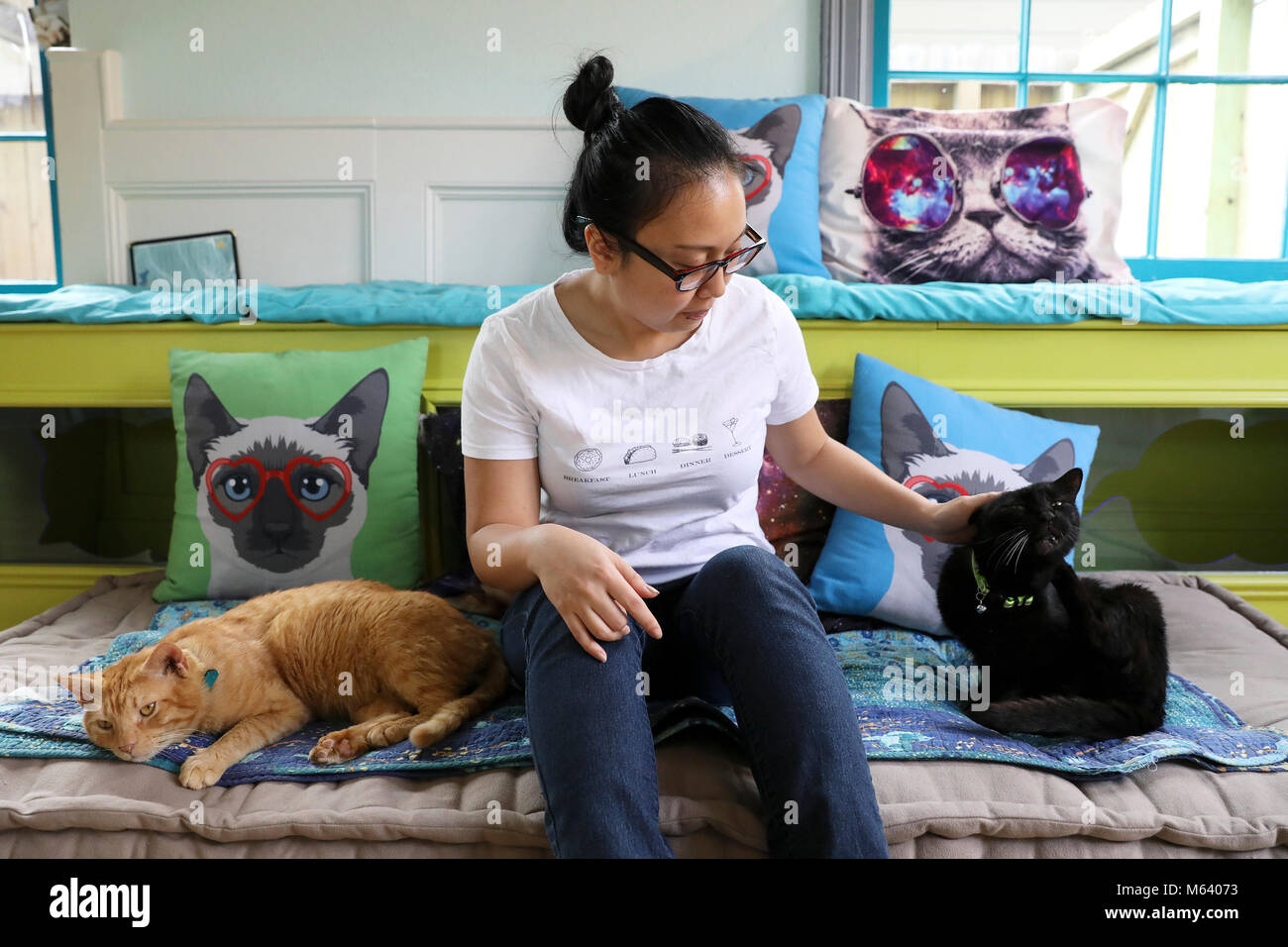 El gato Banque de photographies et d’images à haute résolution - Alamy