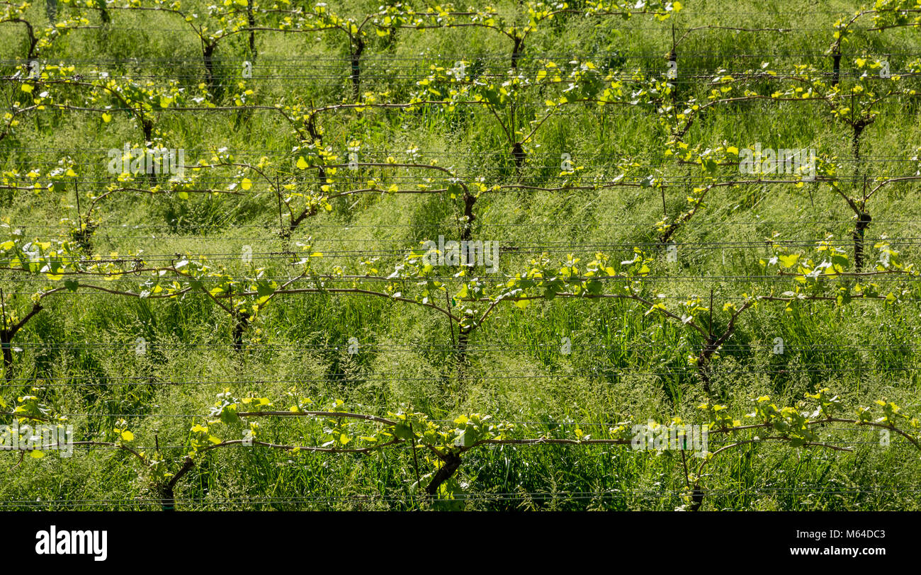 Guyot vine training system Banque de photographies et d’images à haute ...