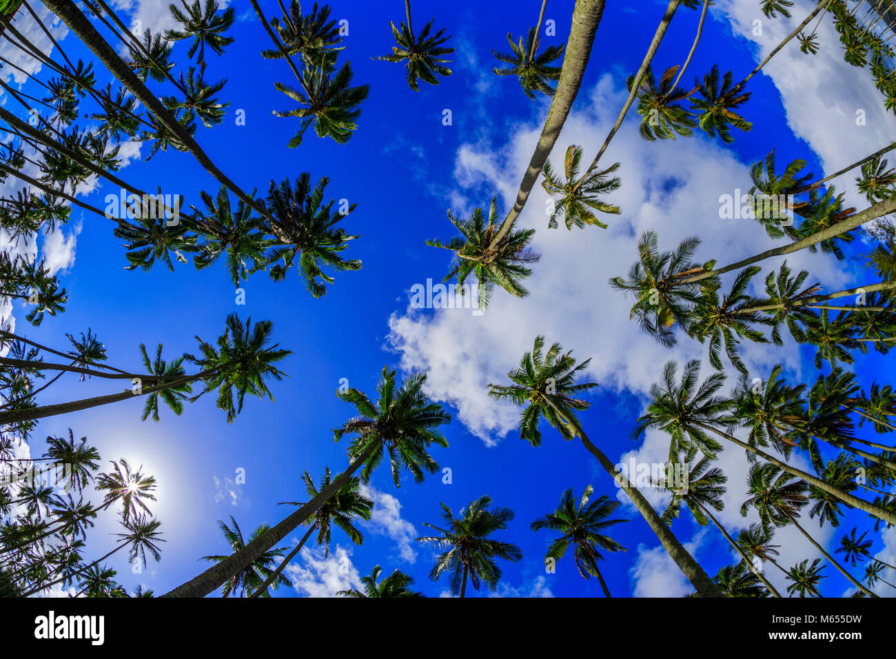 Frondes d'arbres en surplomb Banque de photographies et d’images à ...