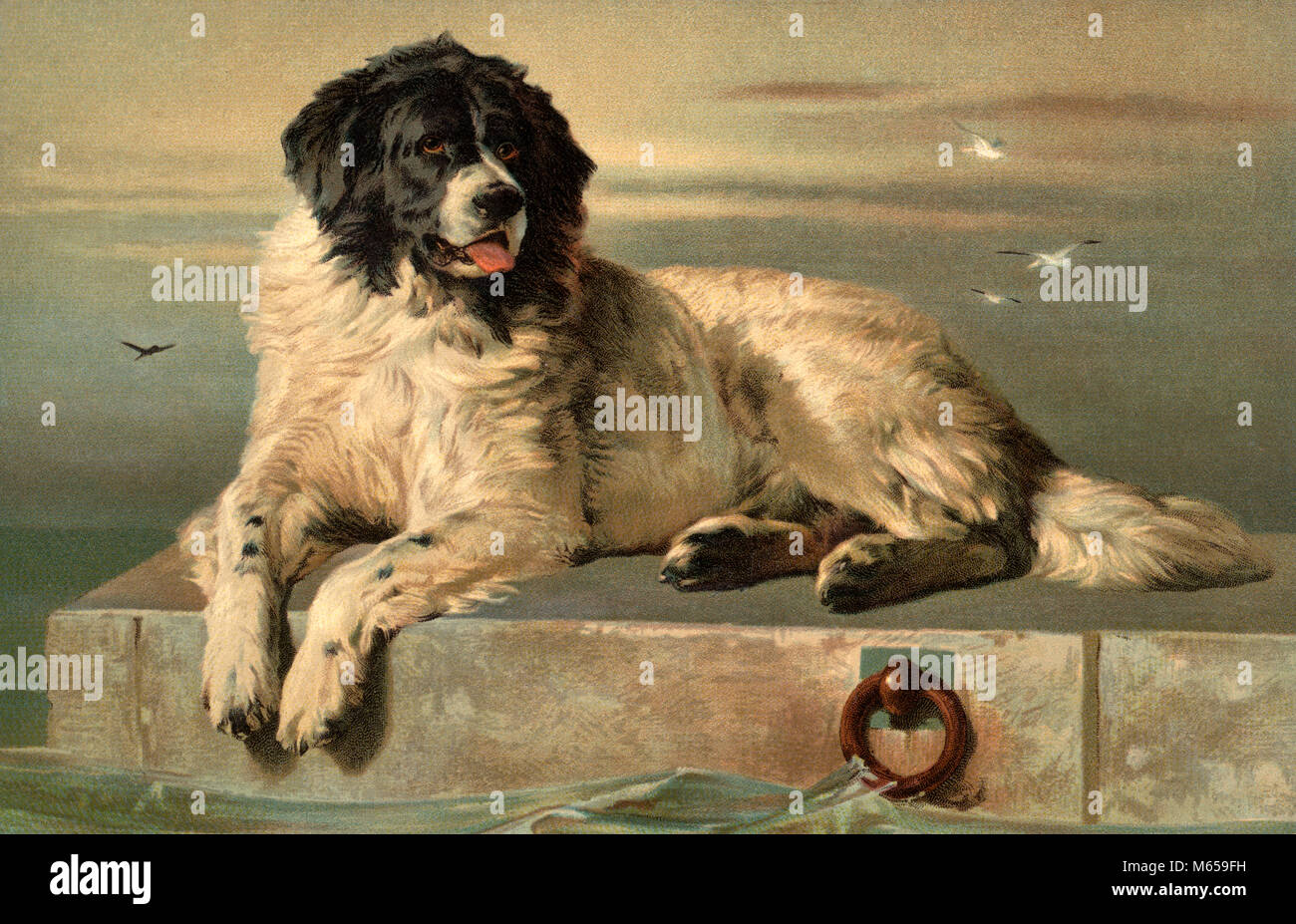 Peinture 1838 SIR EDWIN LANDSEER DE RACE DE CHIEN QUI PORTE SON NOM UN LANDSEER Membre distingué ...