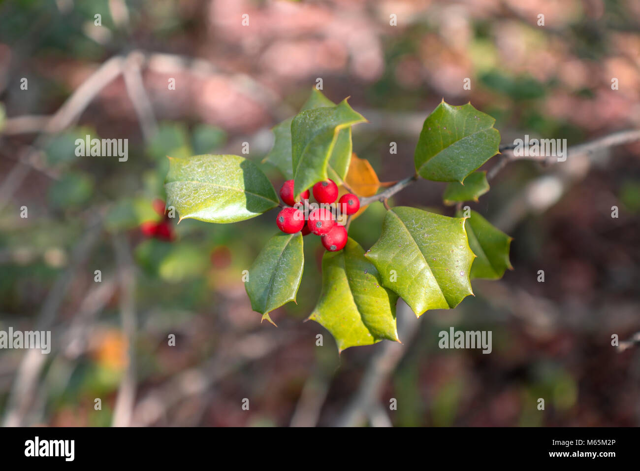 Gui naturel Banque de photographies et d’images à haute résolution - Alamy