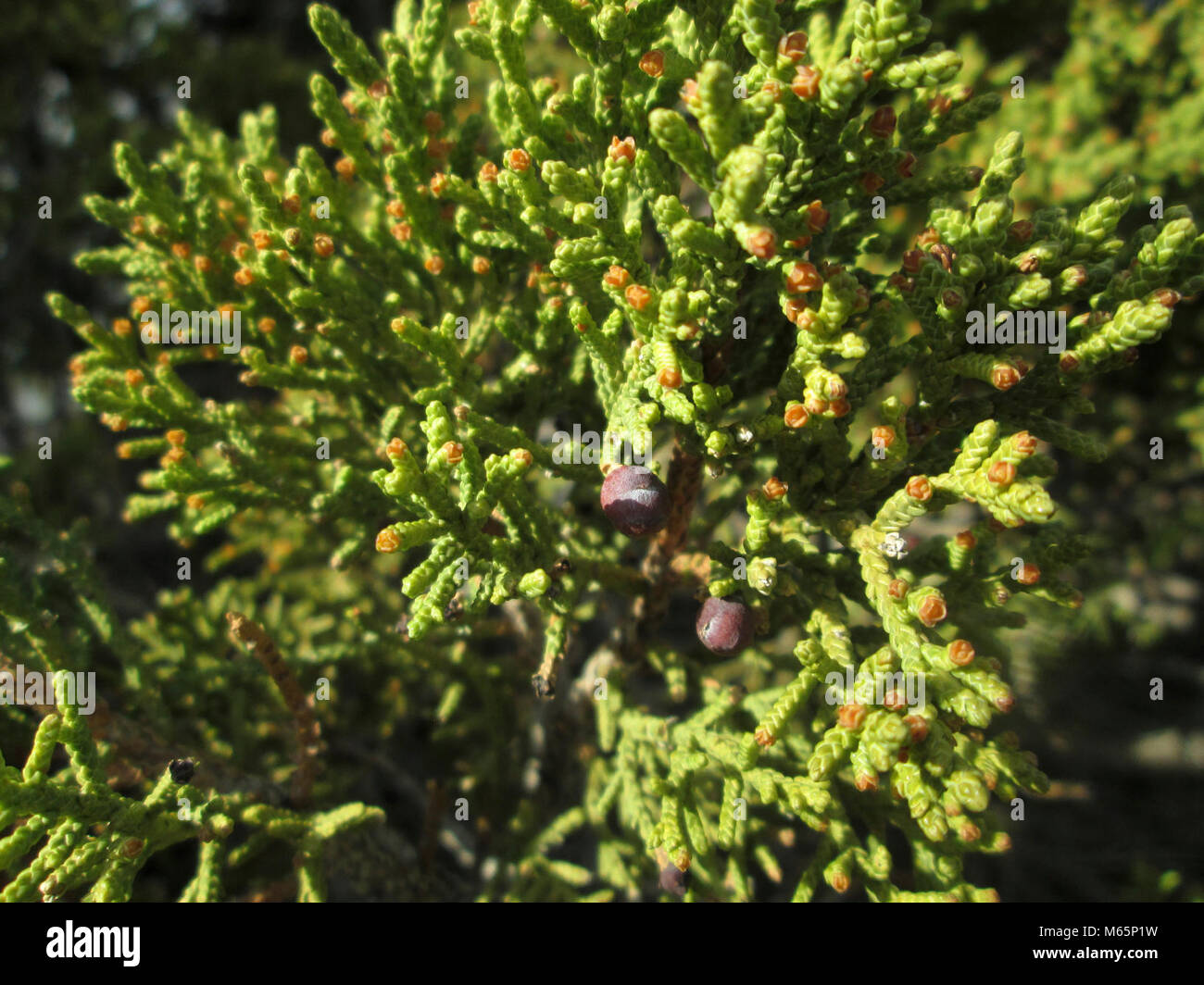 Juniper juniperus sp Banque de photographies et d’images à haute ...