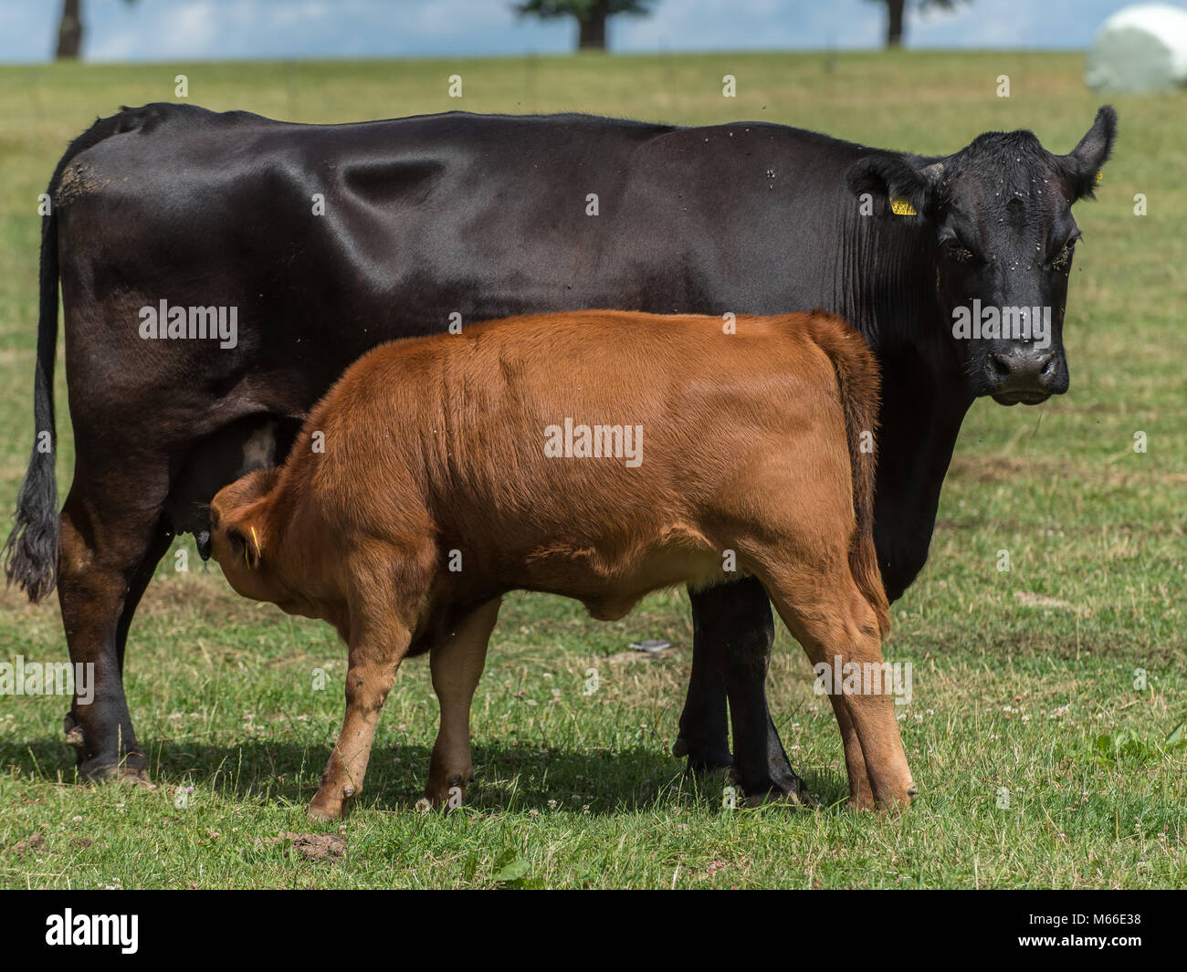 Races de boeuf angus Banque de photographies et d’images à haute ...