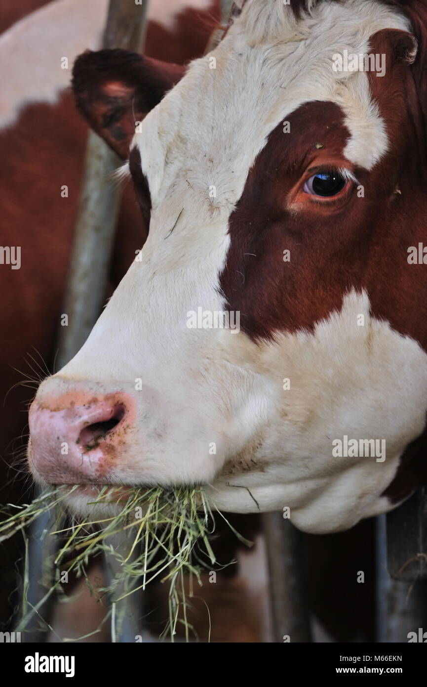 Portrait de vache Holstein 14 Photo Stock - Alamy