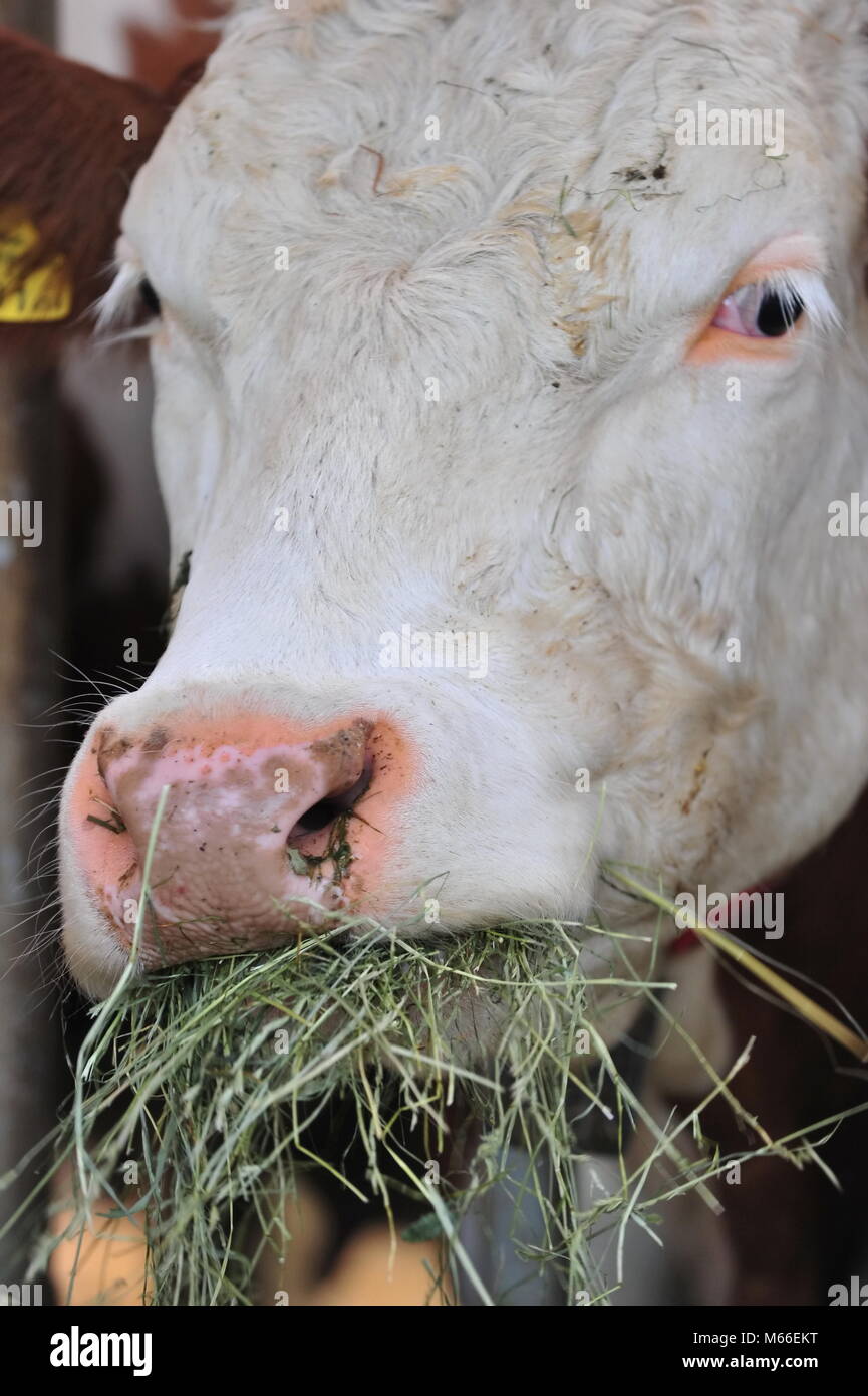 Vache à pied rouge Banque de photographies et d’images à haute ...