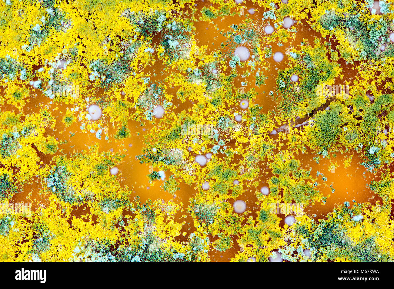 Bactéries microbiennes Banque de photographies et d’images à haute ...