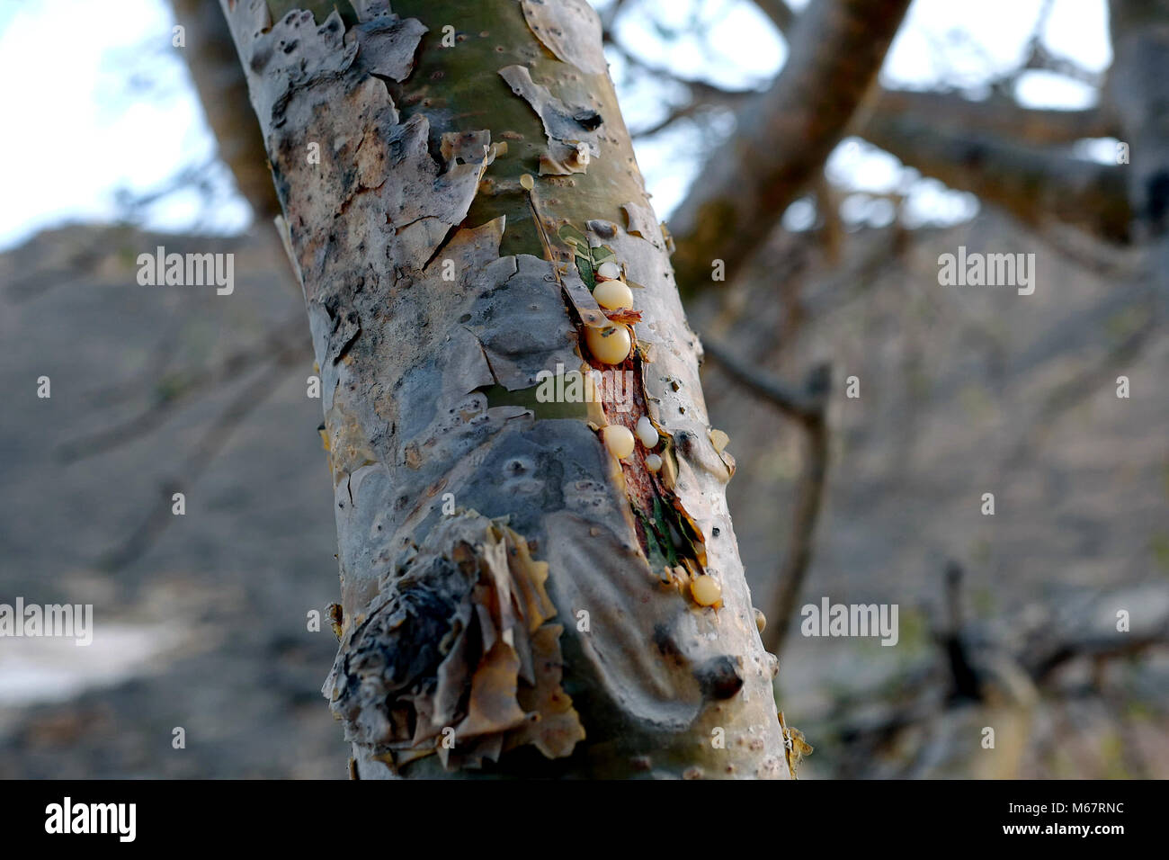 Boswellia sacra tree Banque de photographies et d’images à haute ...