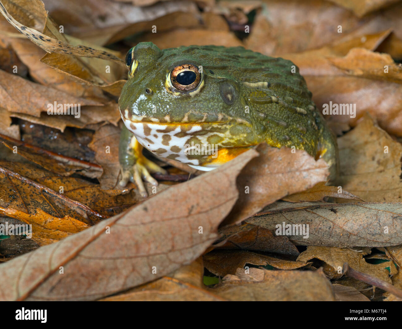 Pyxicephalus adspersus Banque de photographies et d’images à haute ...