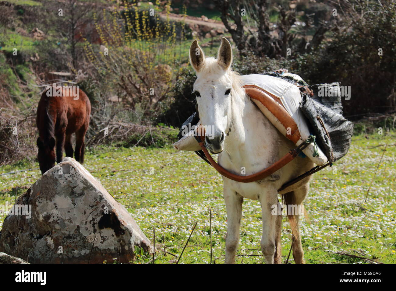 Animal de ferme dans la campagne marocaine Banque de photographies et d ...