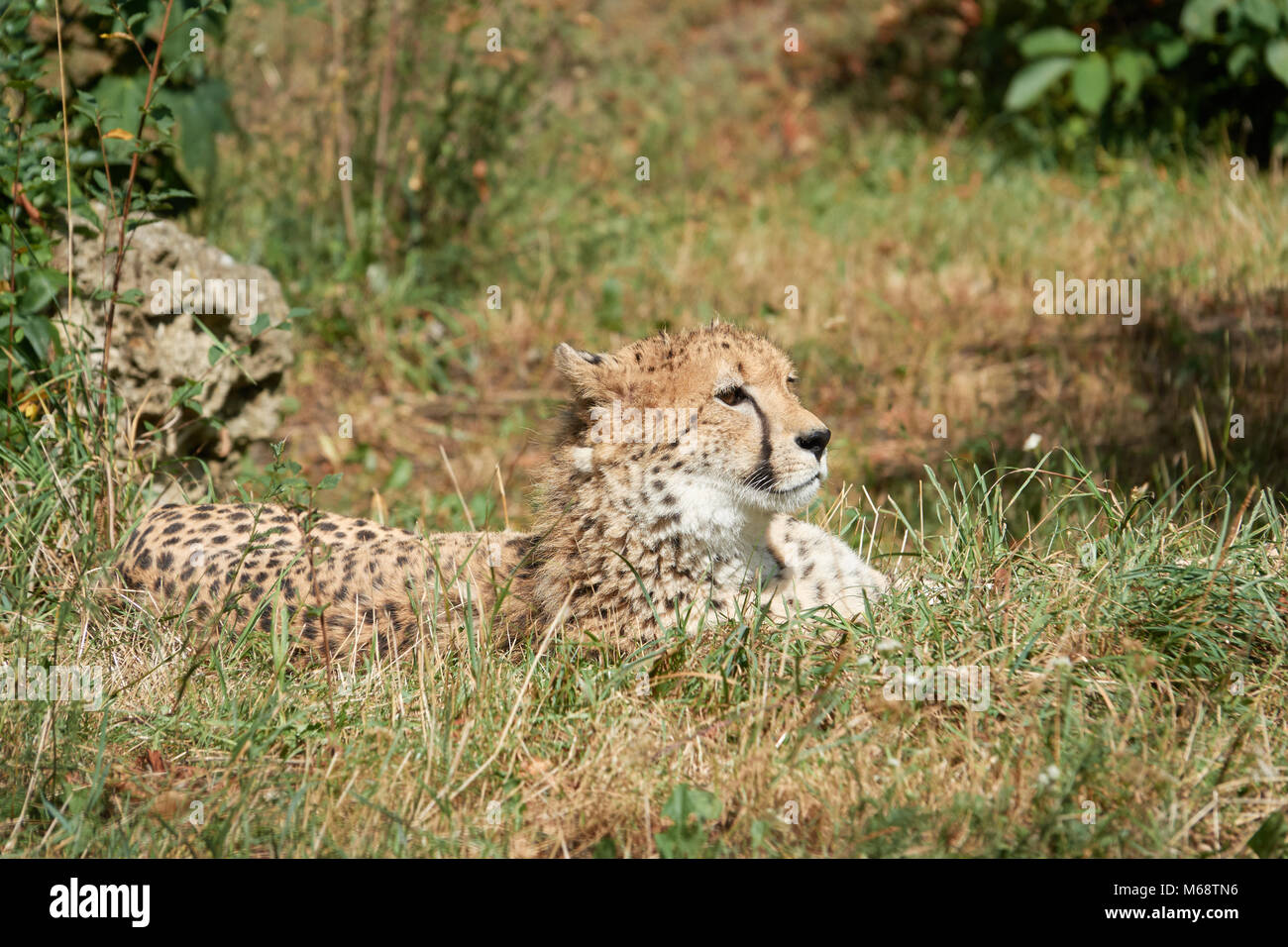 Centre de reproduction Banque de photographies et d’images à haute ...