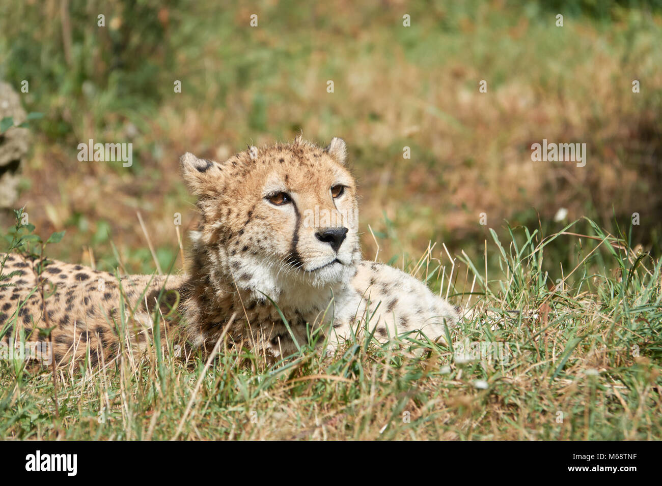 Centre de reproduction Banque de photographies et d’images à haute ...