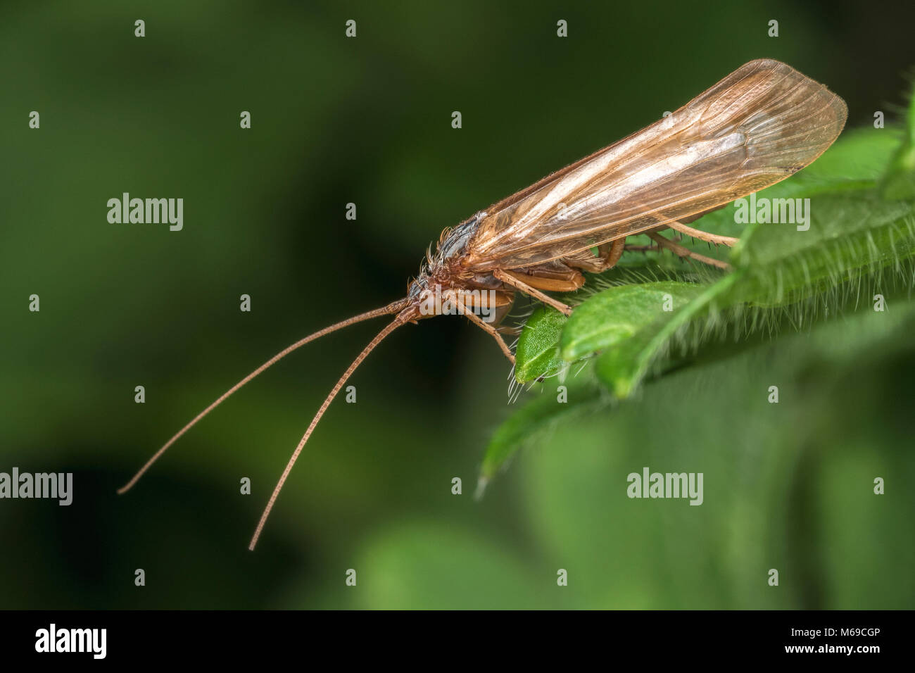 Insecte nocturne Banque de photographies et d’images à haute résolution ...
