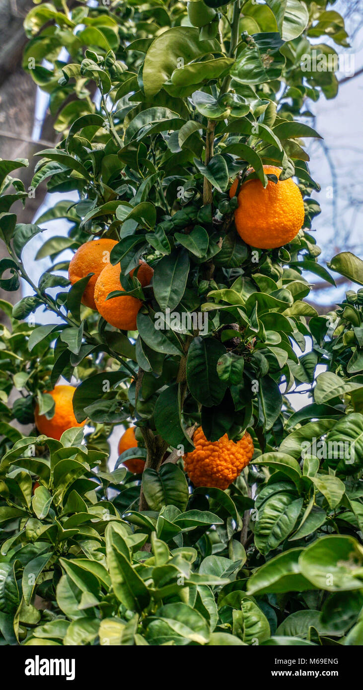 Bitter orange tree Banque de photographies et d’images à haute ...