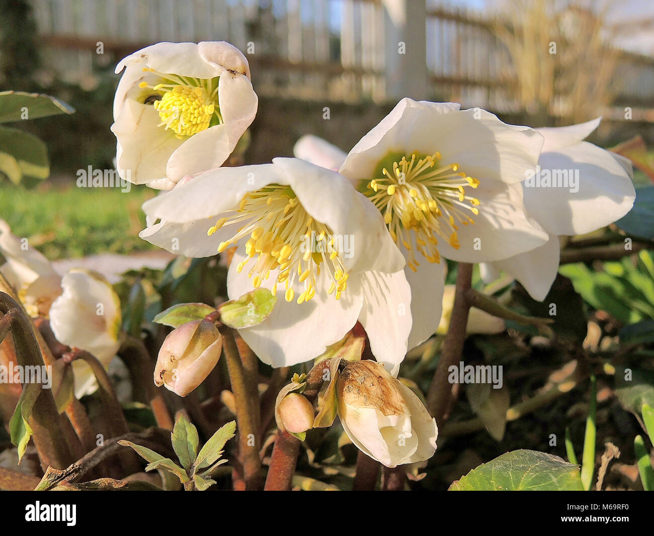 Sortes de roses Banque de photographies et d’images à haute résolution ...