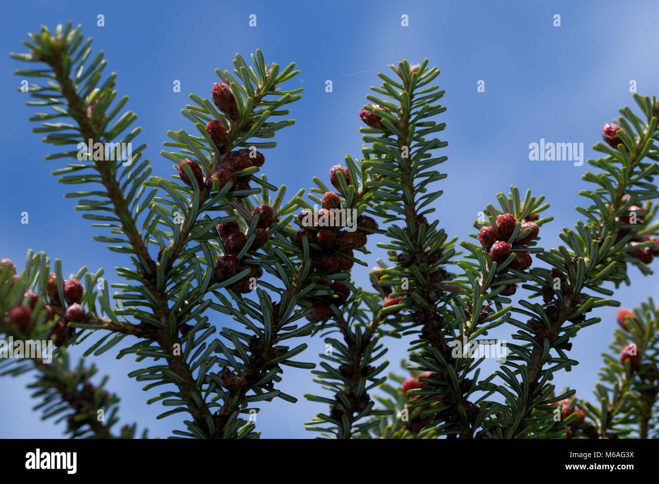 Korean fir abies koreana Banque de photographies et d’images à haute ...