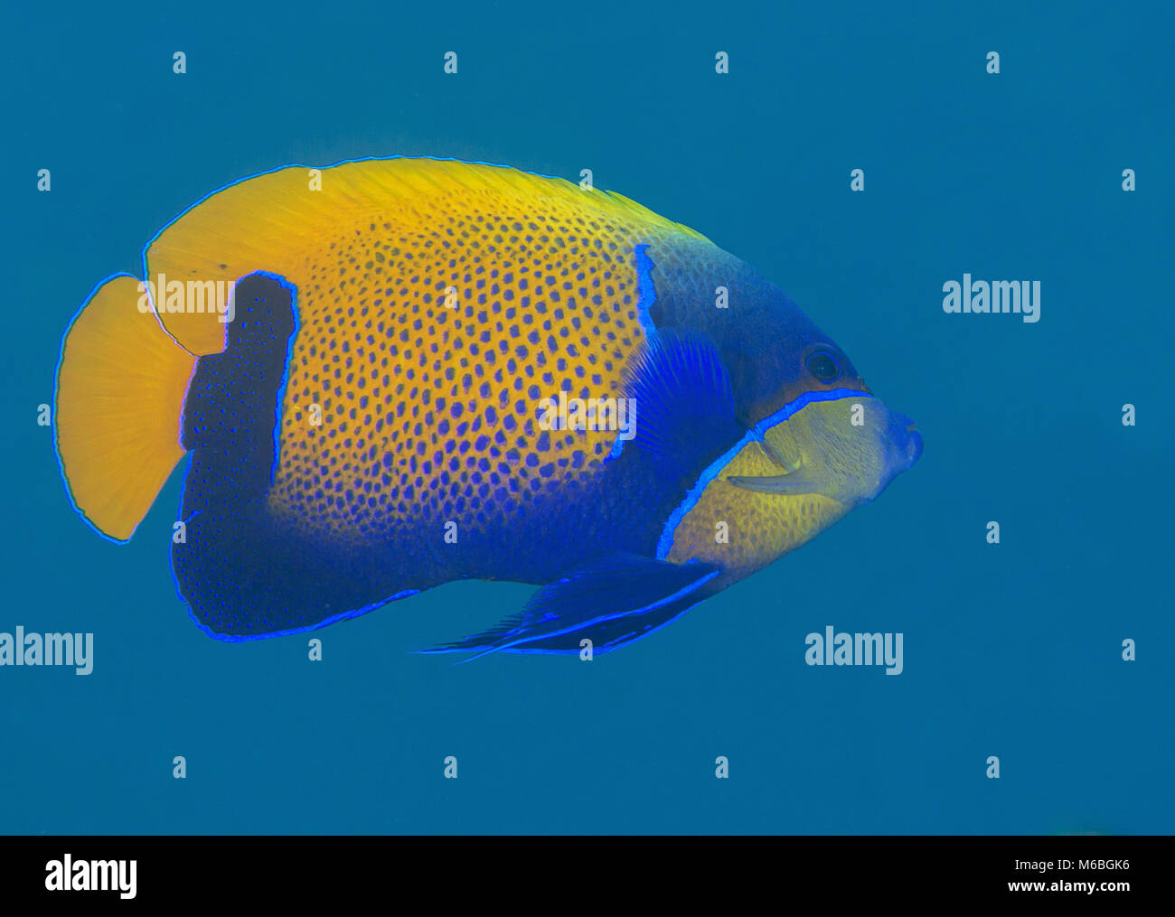 Poissons d'aquarium avec nageoires et queue jaunes Banque de ...