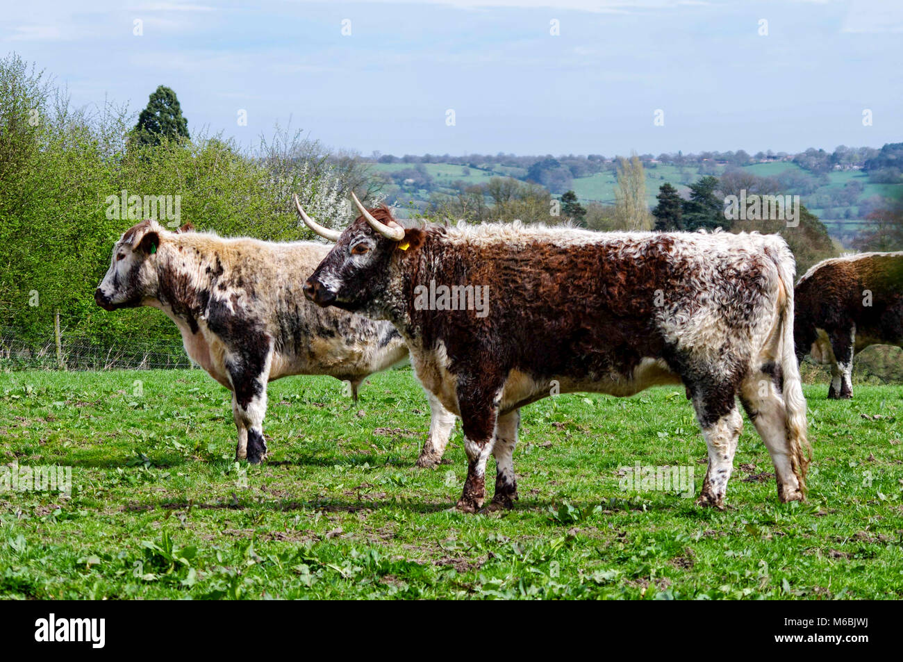 English longhorns Banque de photographies et d’images à haute ...