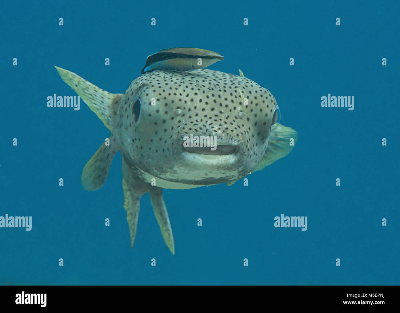 Porcupine pufferfish Banque de photographies et d’images à haute ...