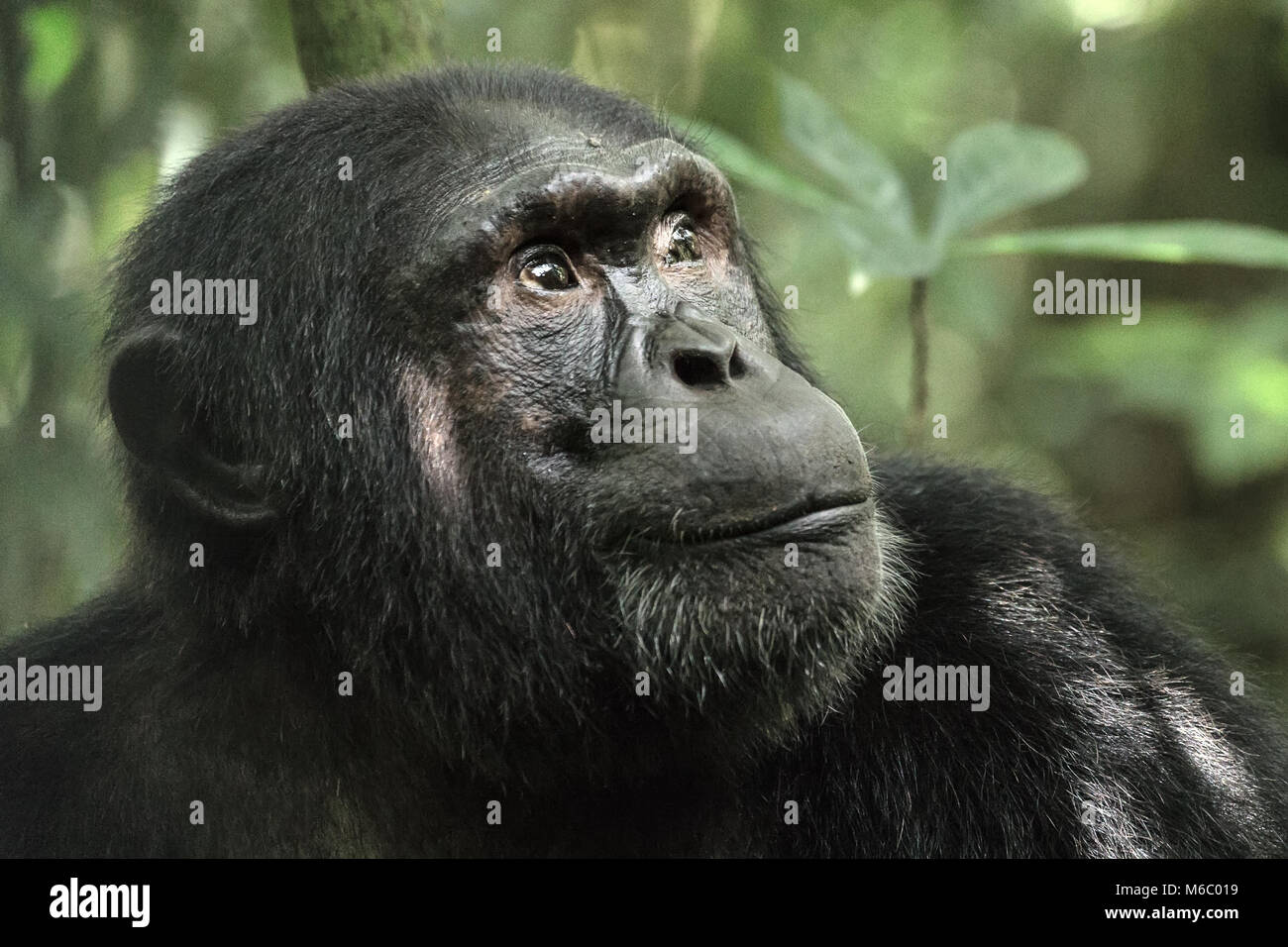 Female chimpanzee Banque de photographies et d’images à haute ...