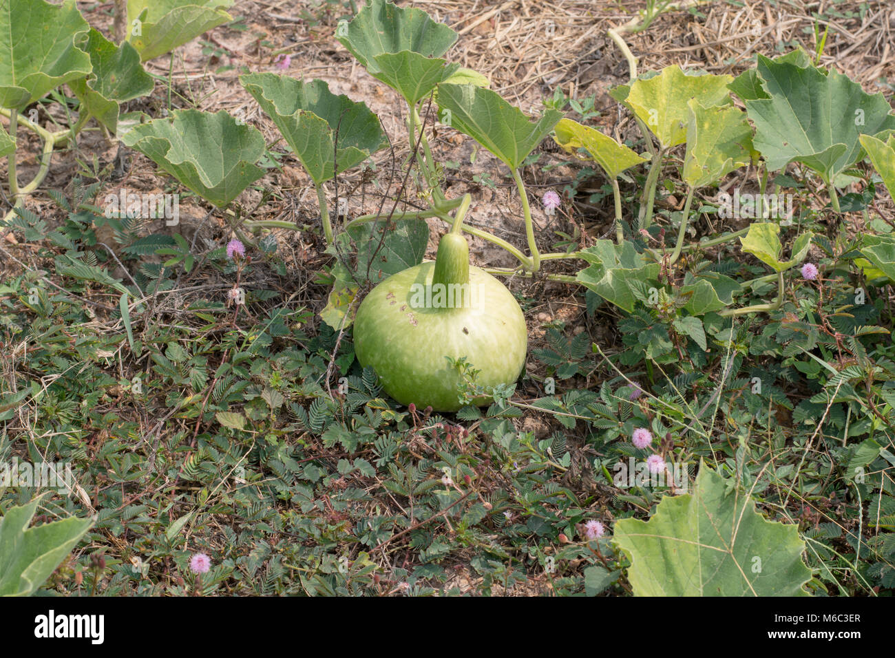 Calebasse sauvage Banque de photographies et d’images à haute résolution - Alamy
