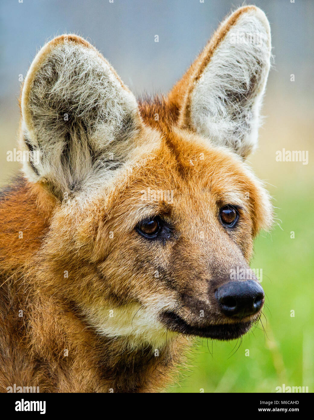 Oreilles de loup Banque de photographies et d’images à haute résolution ...