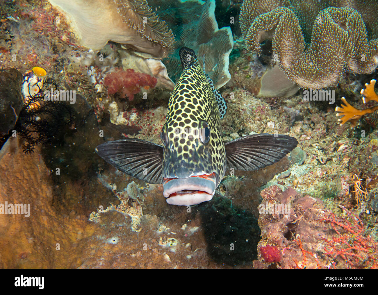 Poisson arlequin Banque de photographies et d’images à haute résolution ...