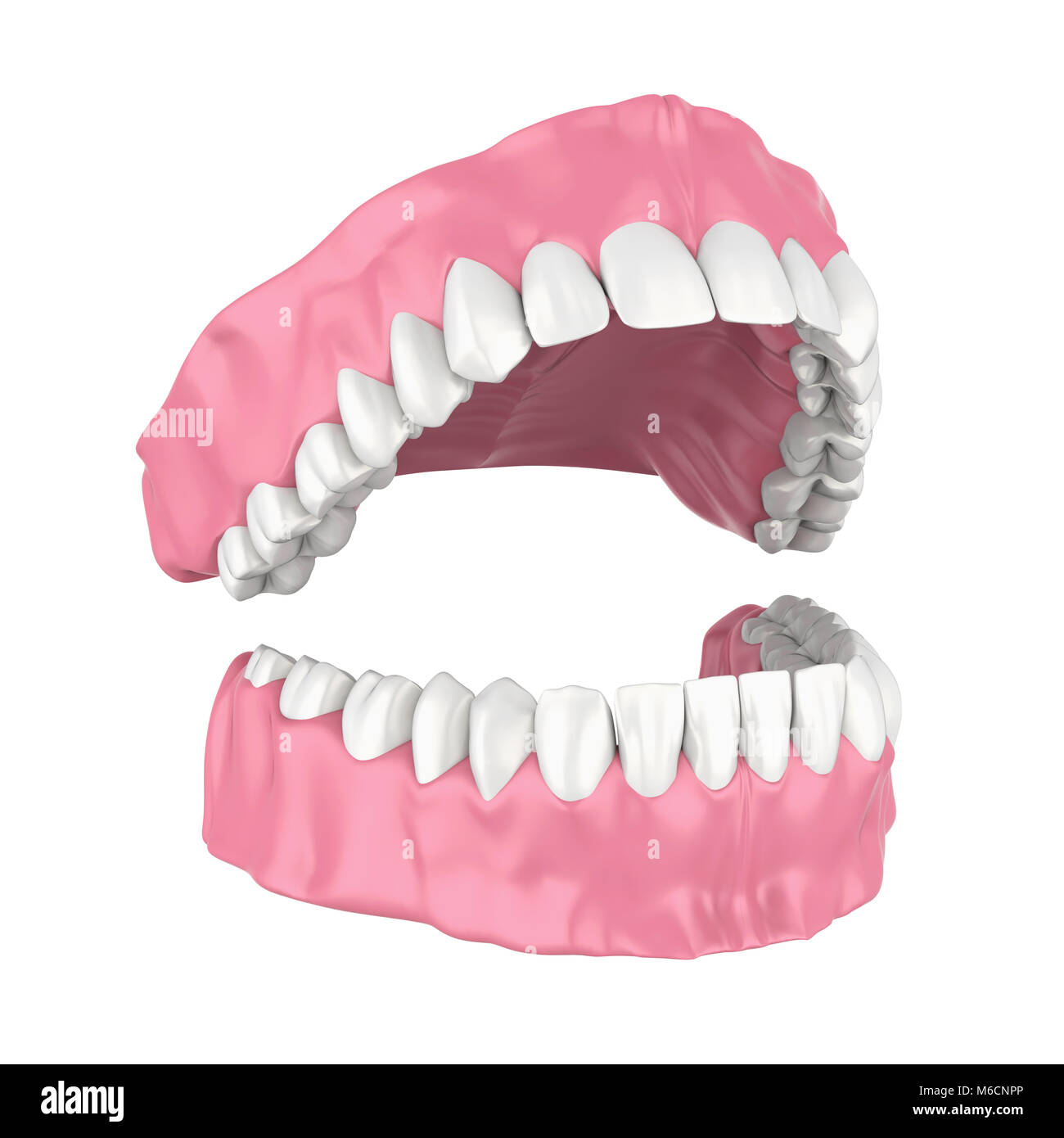 Anatomie de la bouche Banque d'images détourées - Alamy