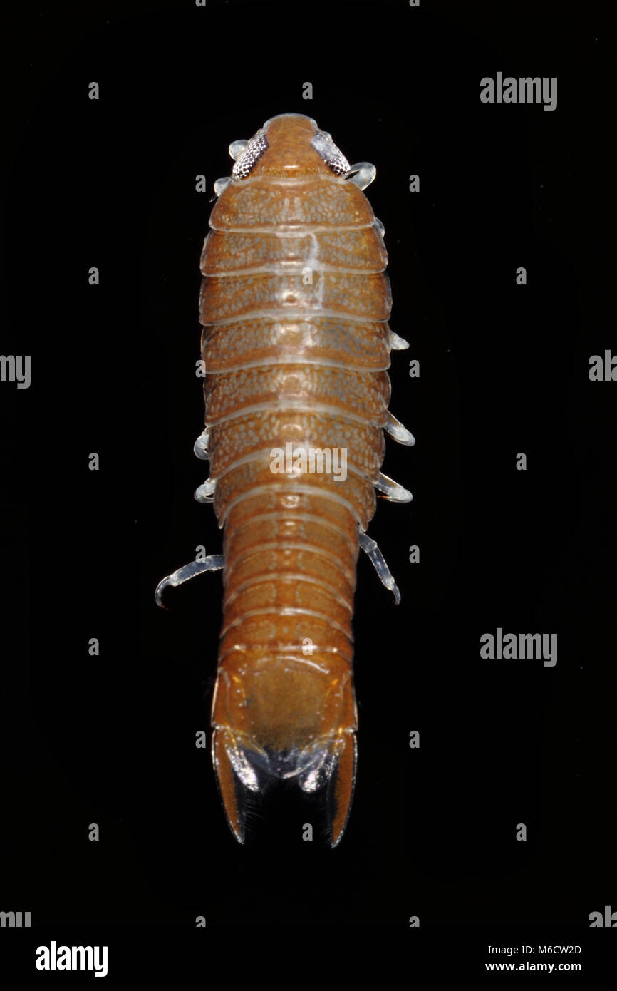 Isopode anilocra frontalis Banque de photographies et d’images à haute ...