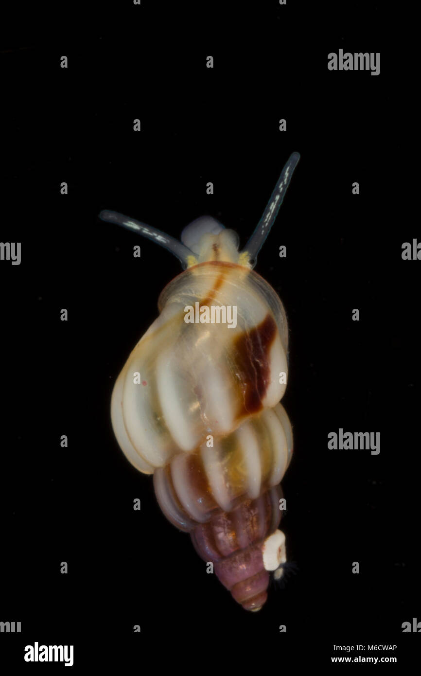 Rissoa parva Banque de photographies et d’images à haute résolution - Alamy