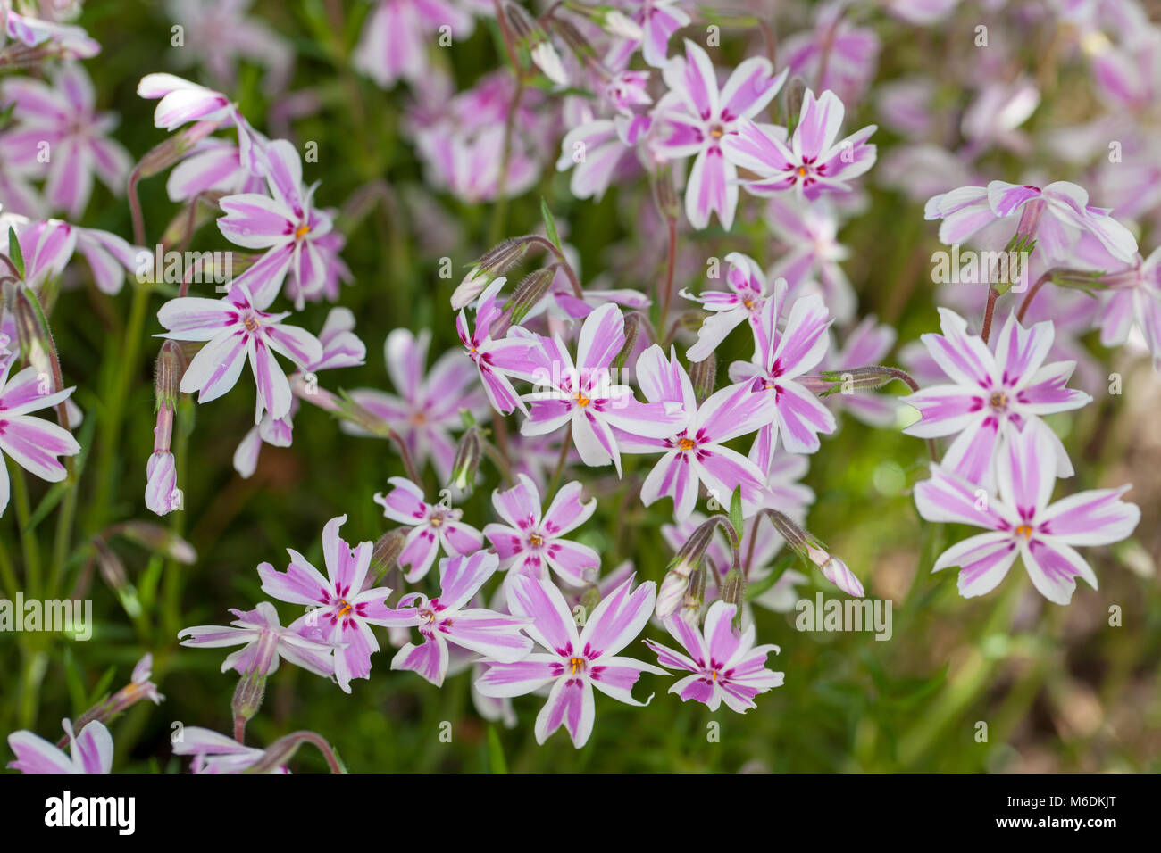 Rayures de bonbons Banque de photographies et d’images à haute ...