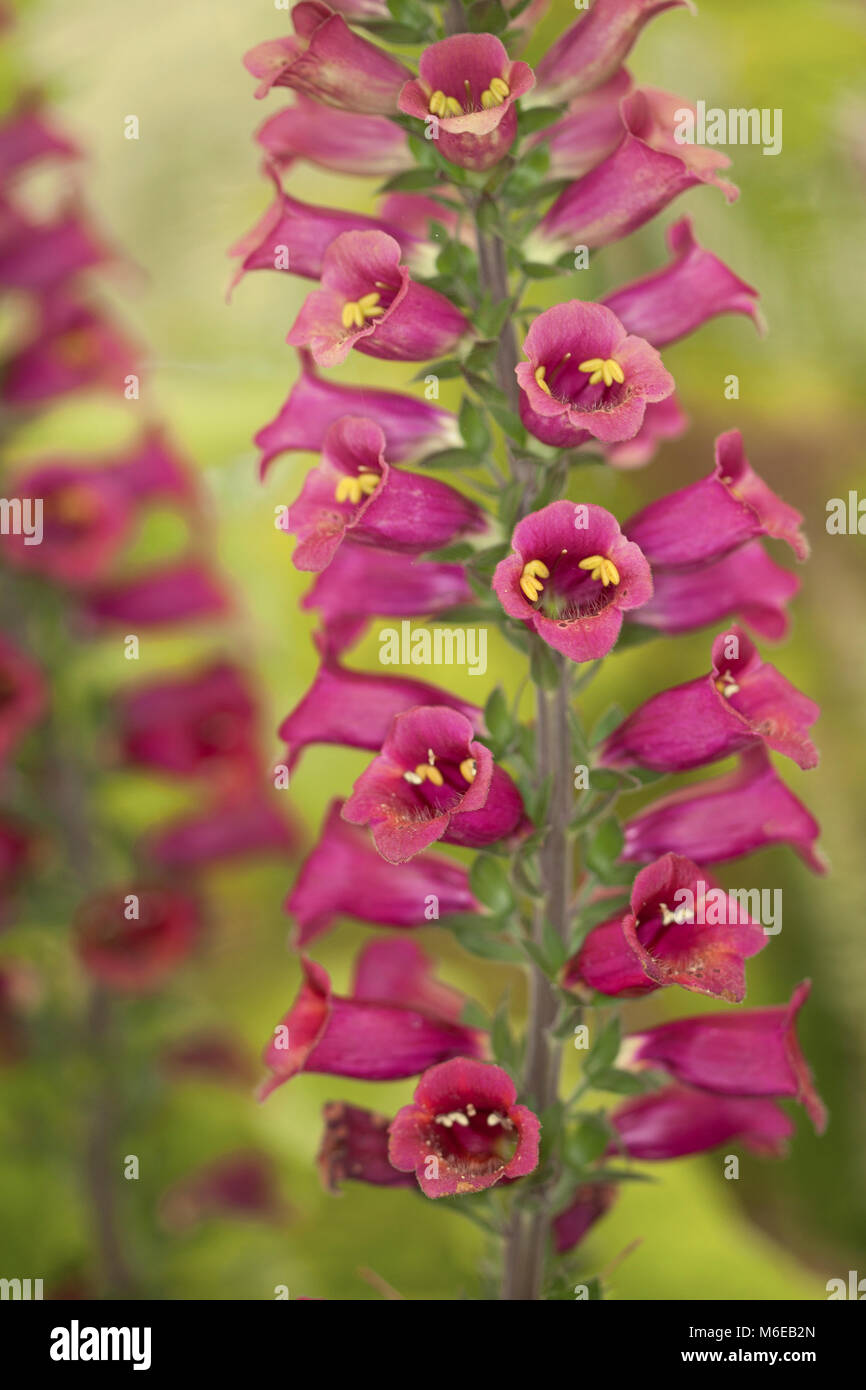 Digiplexis plant Banque de photographies et d’images à haute résolution ...