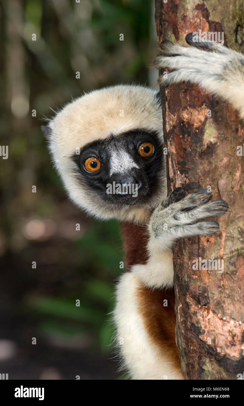 Sifaka blanc Banque de photographies et d’images à haute résolution - Alamy