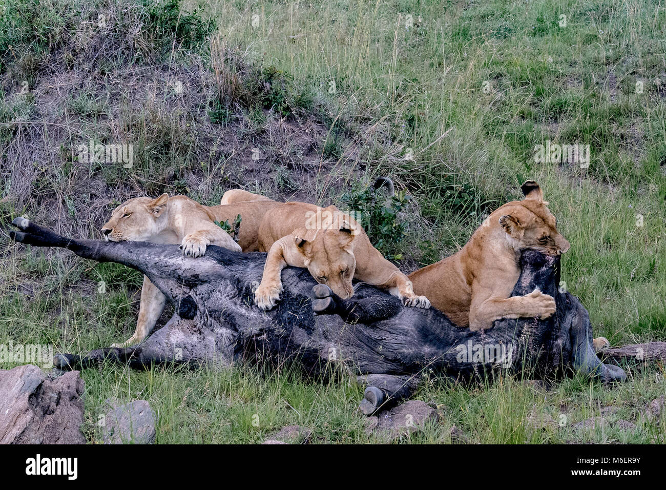 Attaque de lion buffle Banque de photographies et d’images à haute ...