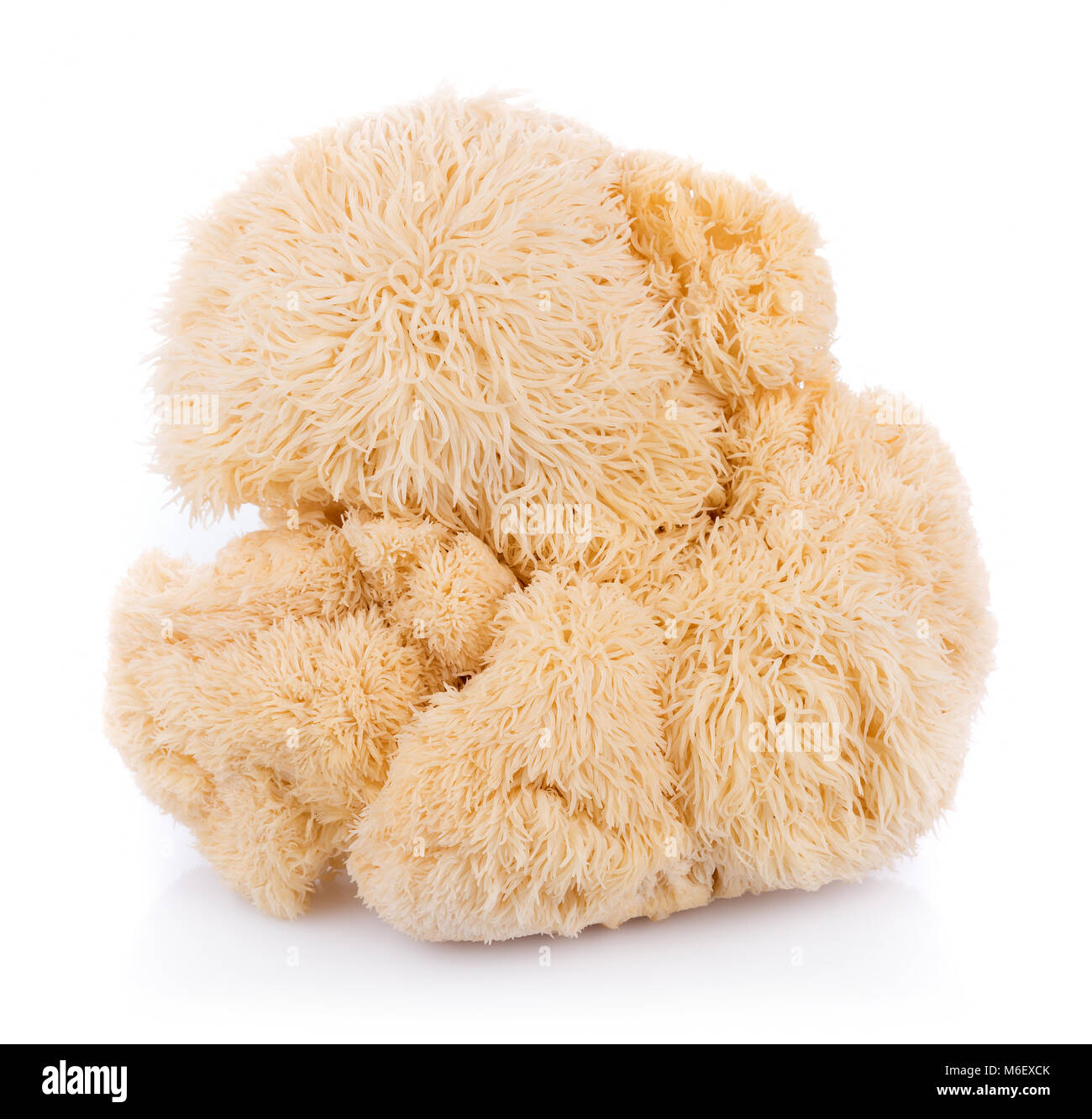 Crinière de lion champignon isolé sur fond blanc Photo Stock - Alamy