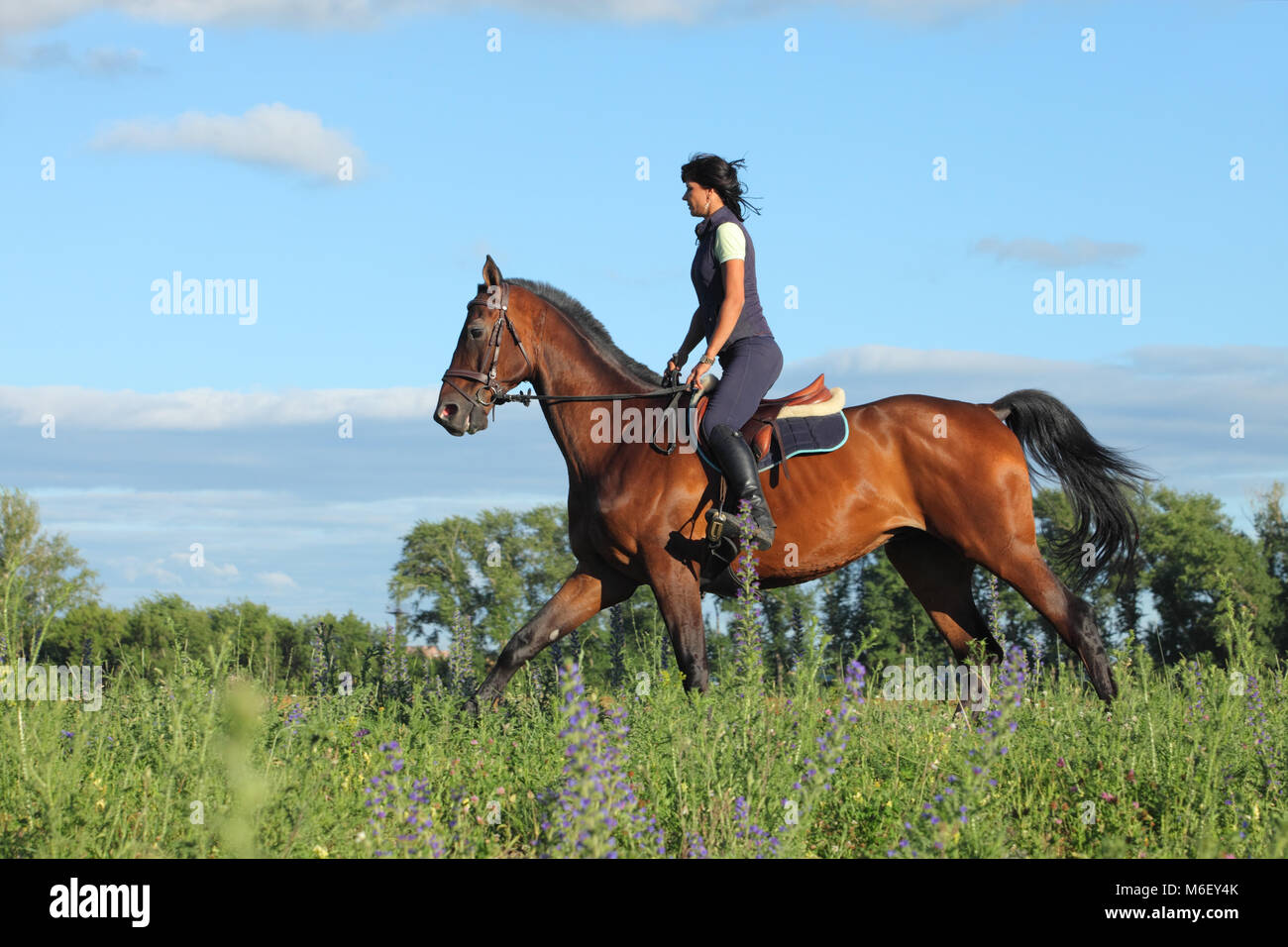 Cheval de loisir Banque de photographies et d’images à haute résolution ...