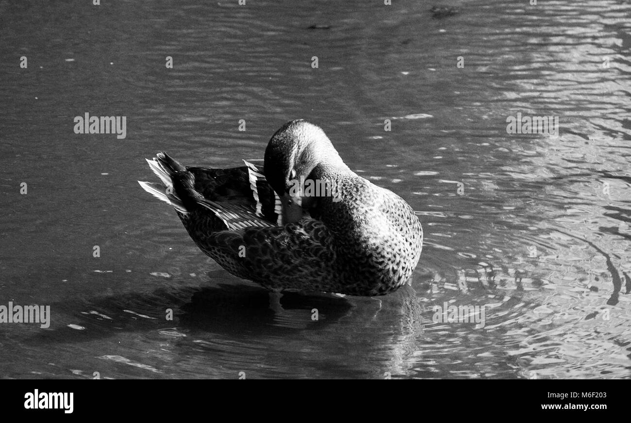 Gros plan de canards Banque d'images noir et blanc - Alamy
