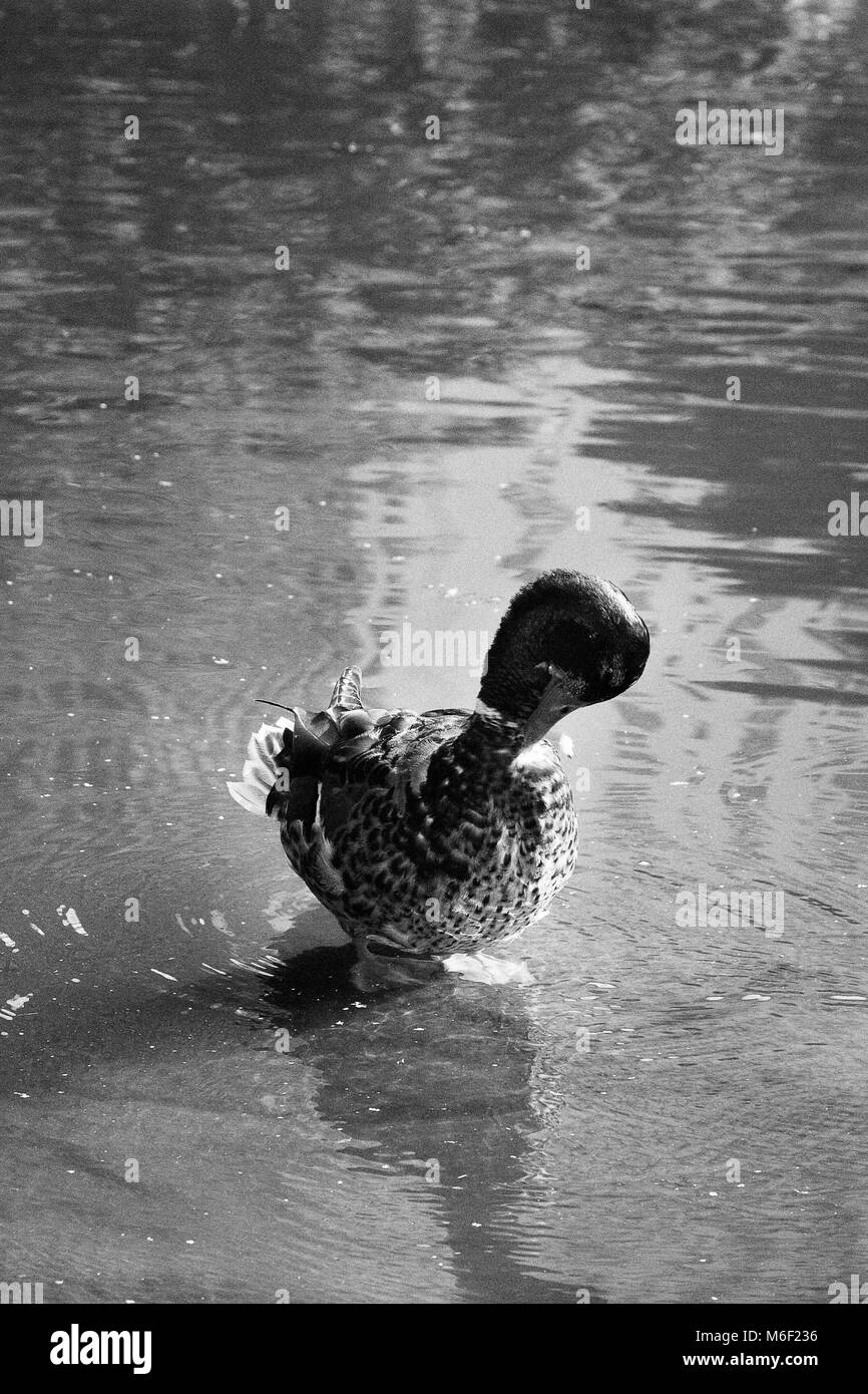 Gros plan de canards Banque d'images noir et blanc - Alamy
