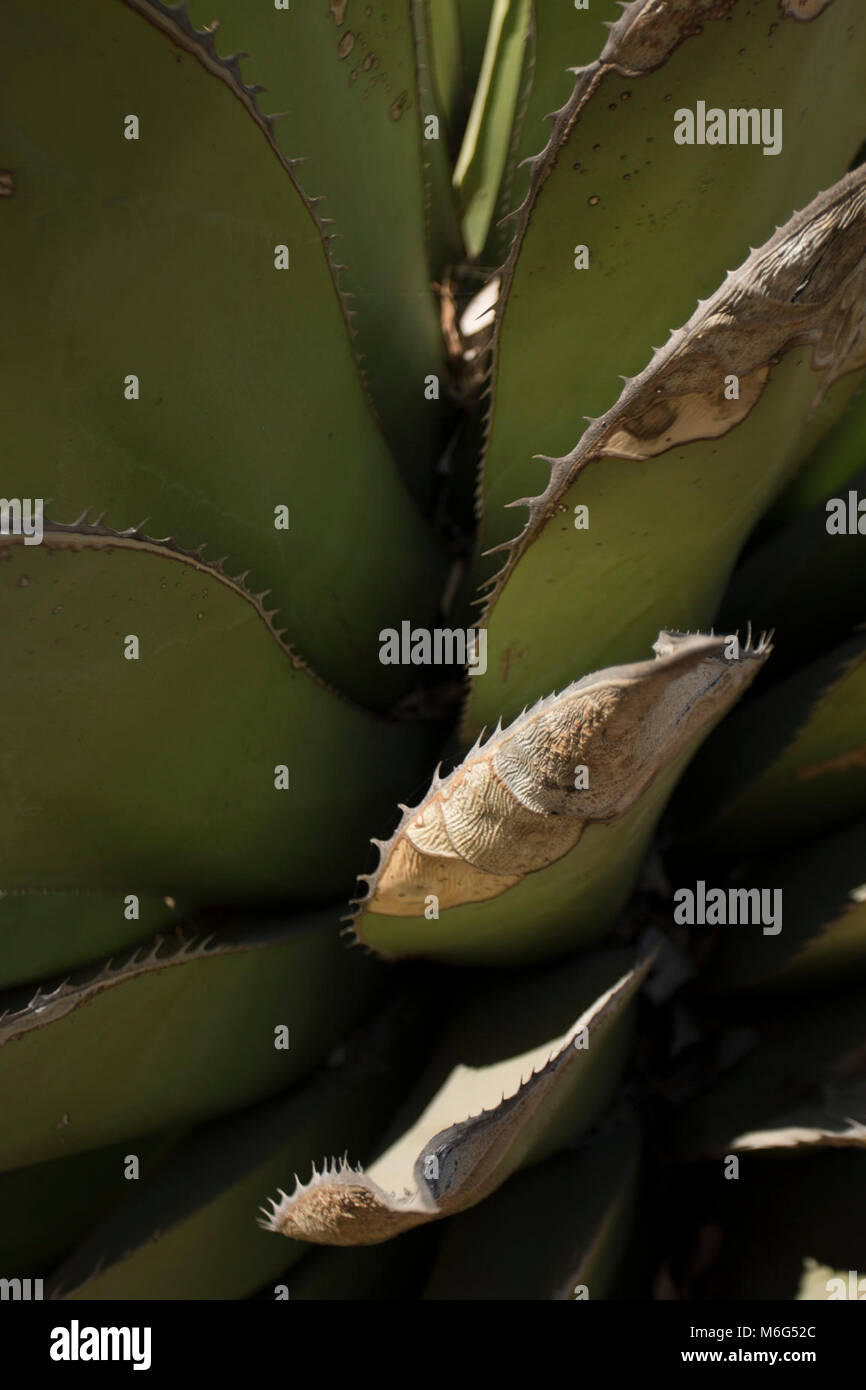 Peter strauss Banque de photographies et d’images à haute résolution ...