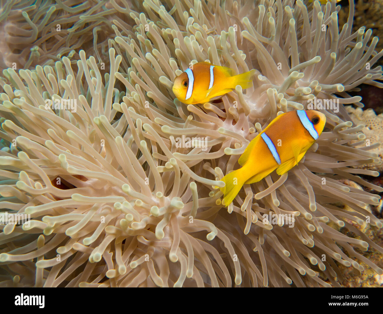 Poisson clown orange Banque de photographies et d’images à haute ...